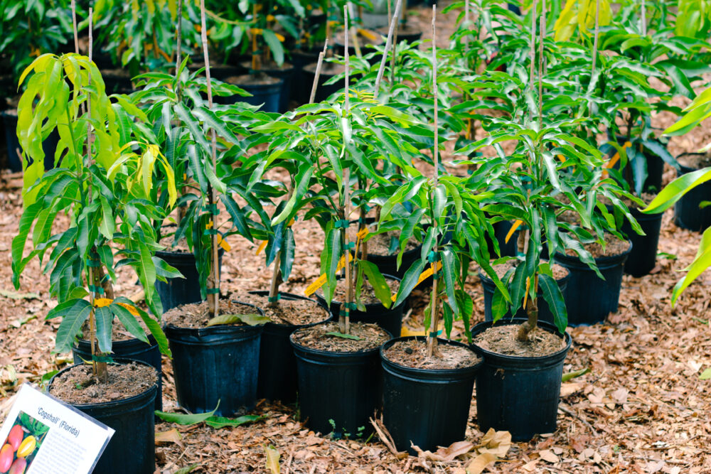 Fairchild Mango Festival: So Many Mangos - Coral Gables Love