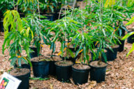 Fairchild Mango Festival: So Many Mangos - Coral Gables Love